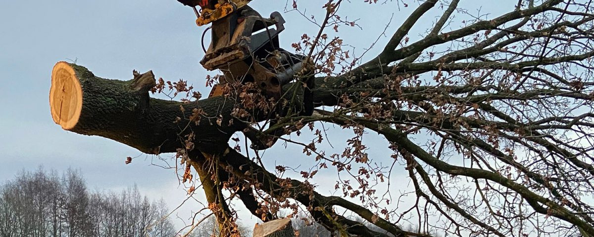 Drie redenen om niet zelf een boom te rooien
